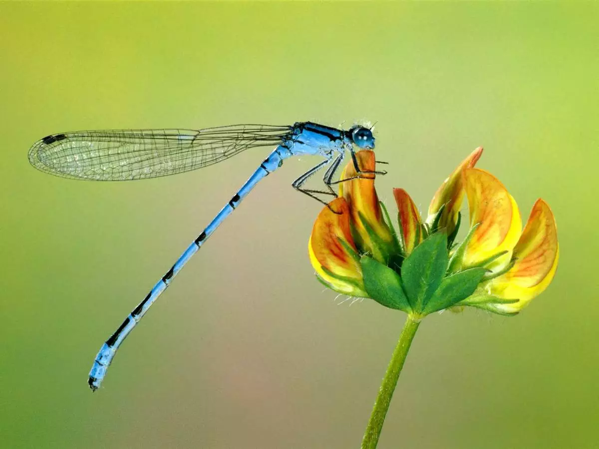 Dragonflies jagħmlu migrazzjonijiet twal kull ftit snin.