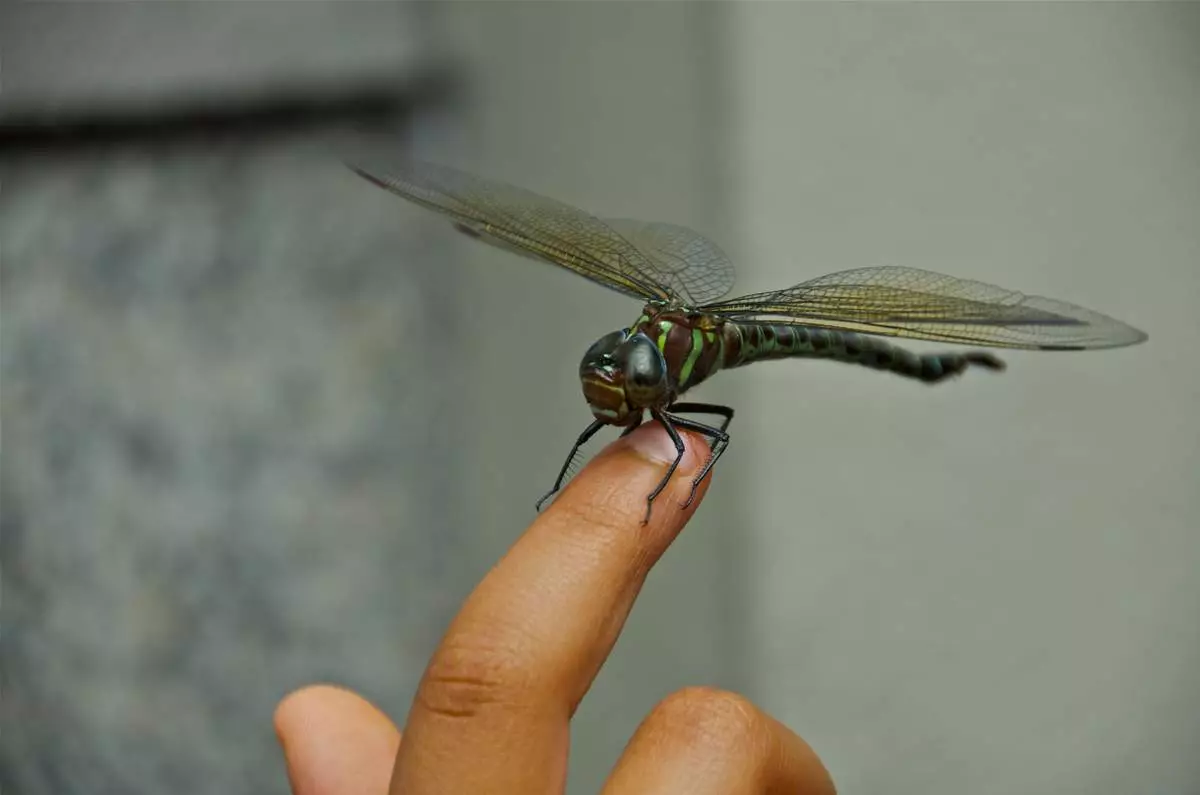 Dragonfly liikuvust ja kiirust kadestaks iga kiskja.