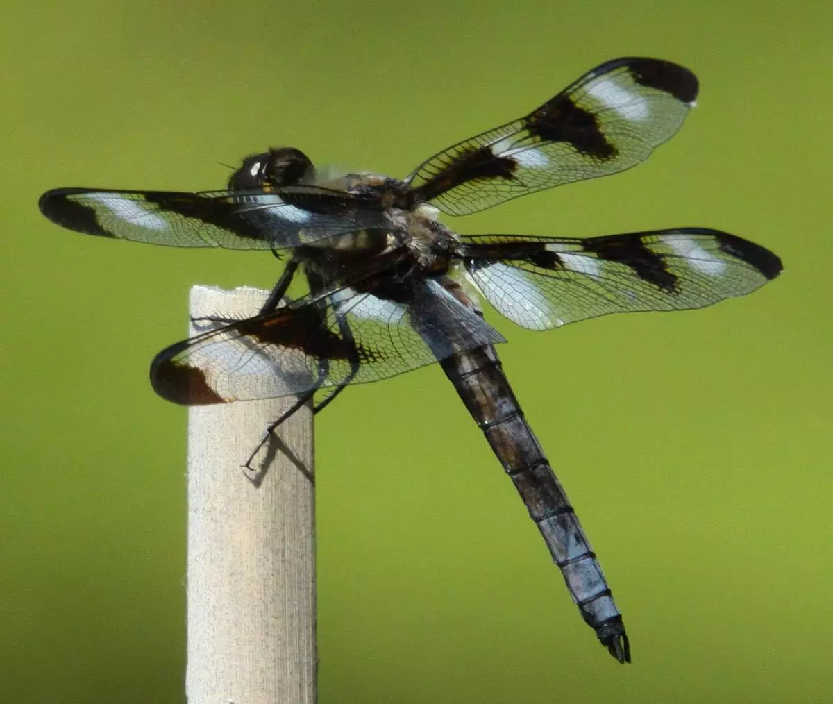 Dragonfly larver är mycket glupska.