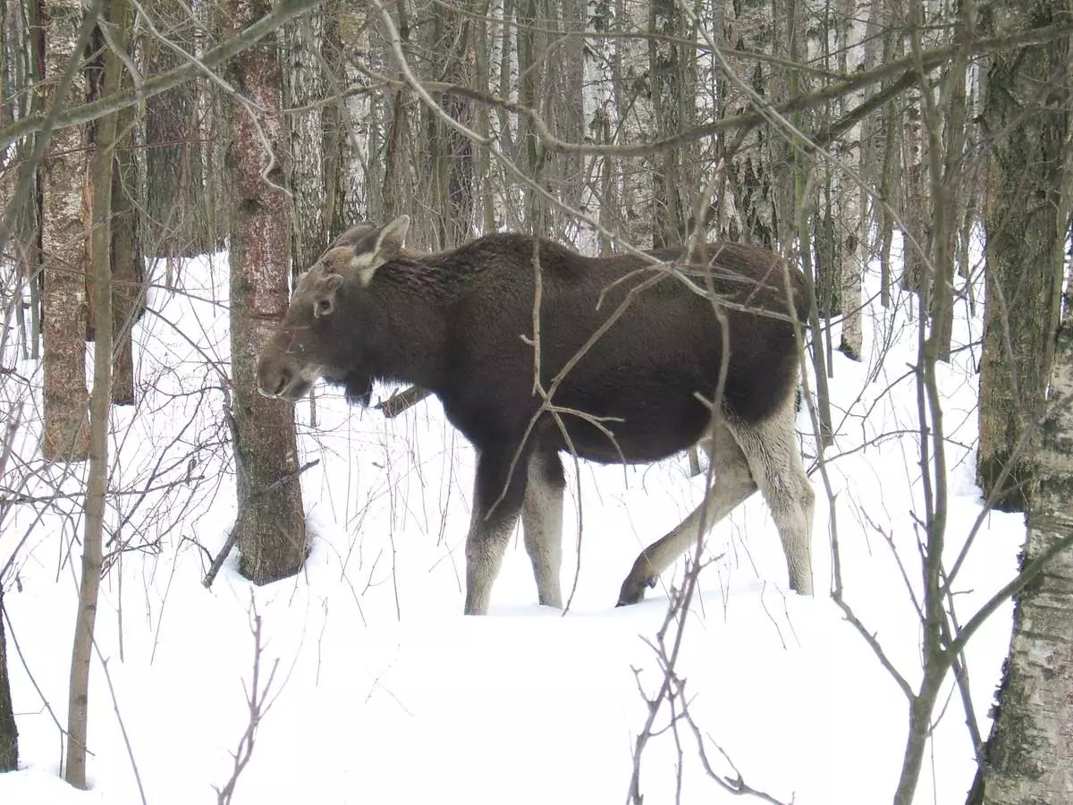 Ma-Elk ke matsoalloa a meru ea Ural.