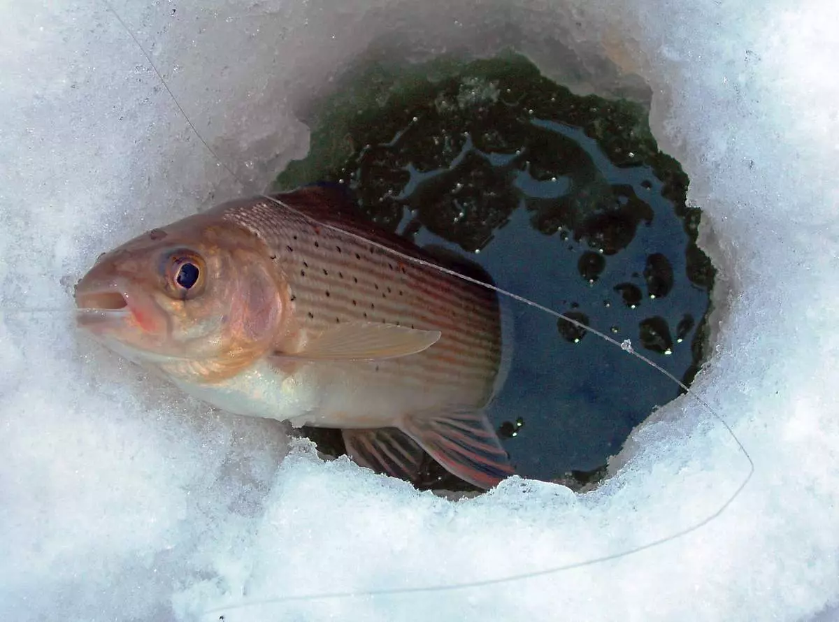 Ny biby miaina anaty rano ao amin'ny Ural dia tsy latsa-danja noho ny biby terestrialy. Fish Siberian grey.