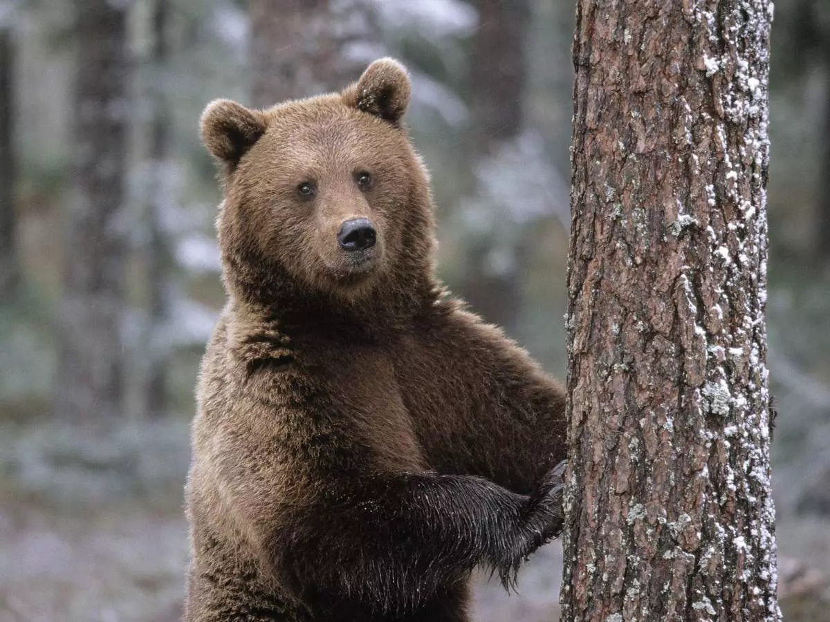 Ko gan krievu mežs var iztikt bez lāčiem, īpaši Urālos!