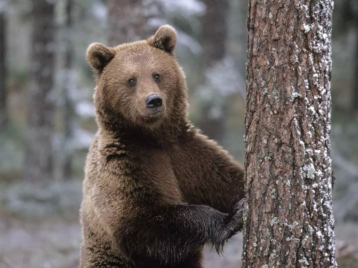 Ką Rusijos miškas gali padaryti be lokių, ypač Urale!