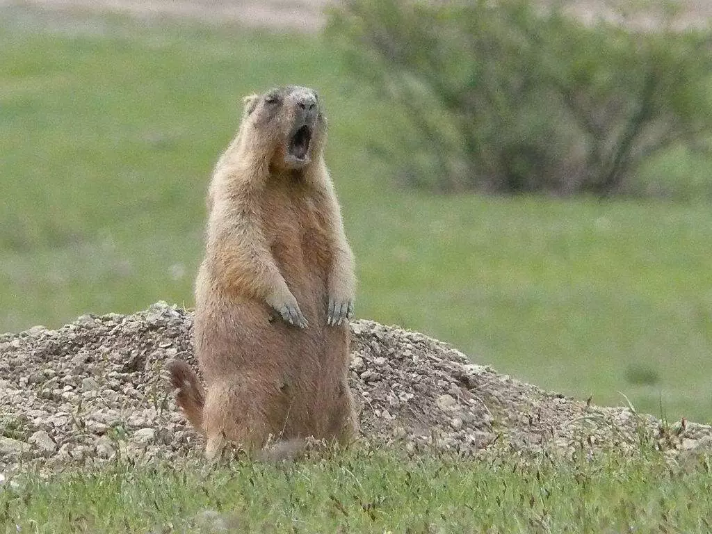 Bobak také hloubí své složité labyrinty pod zemí na Uralu.