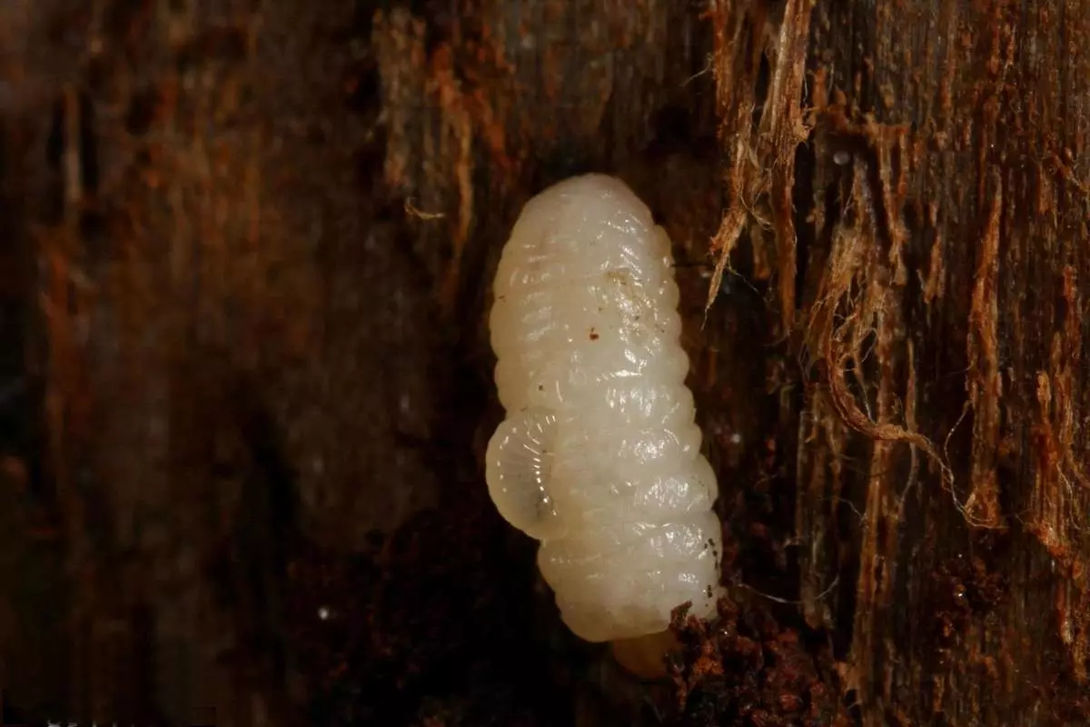 Larva običnog gravera je proždrljivo stvorenje.