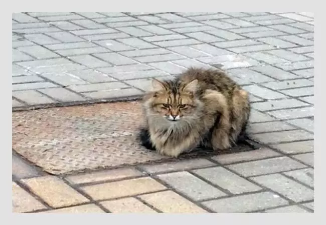 Maintenant, Hachiko s'appelle non seulement des chiens fidèles, mais aussi des chats.