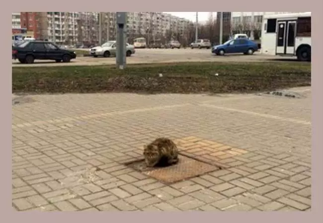 Les propriétaires ont abandonné le chat Hachiko dans la rue.