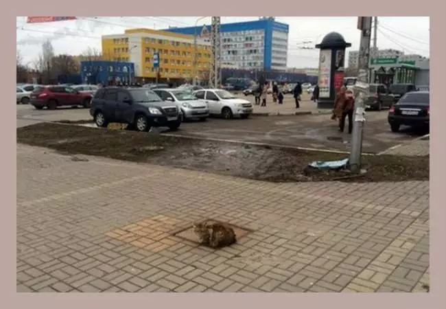 Malgré la trahison des propriétaires, le chat attend aussi leur retour.