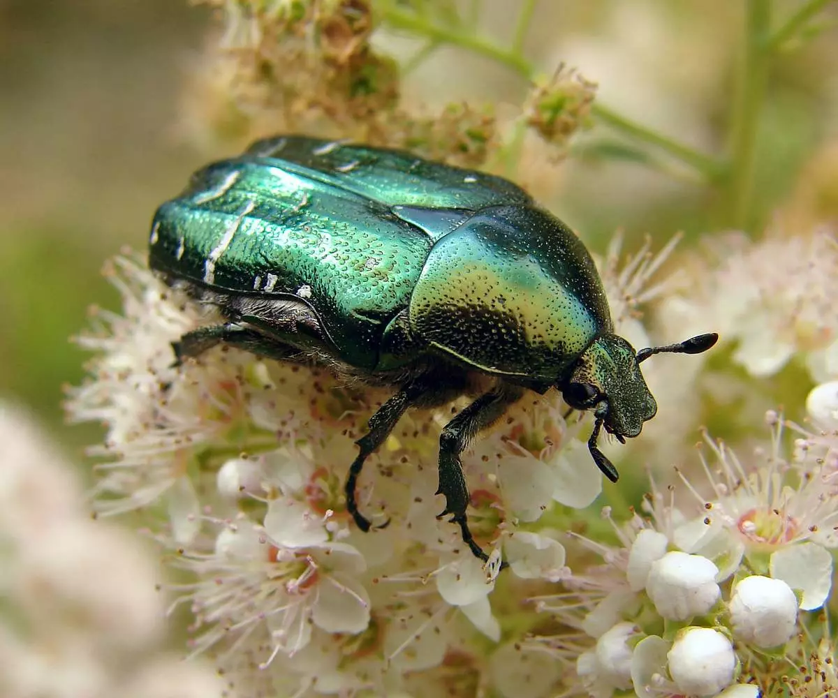 Brąz złoty (Cetonia aurata).