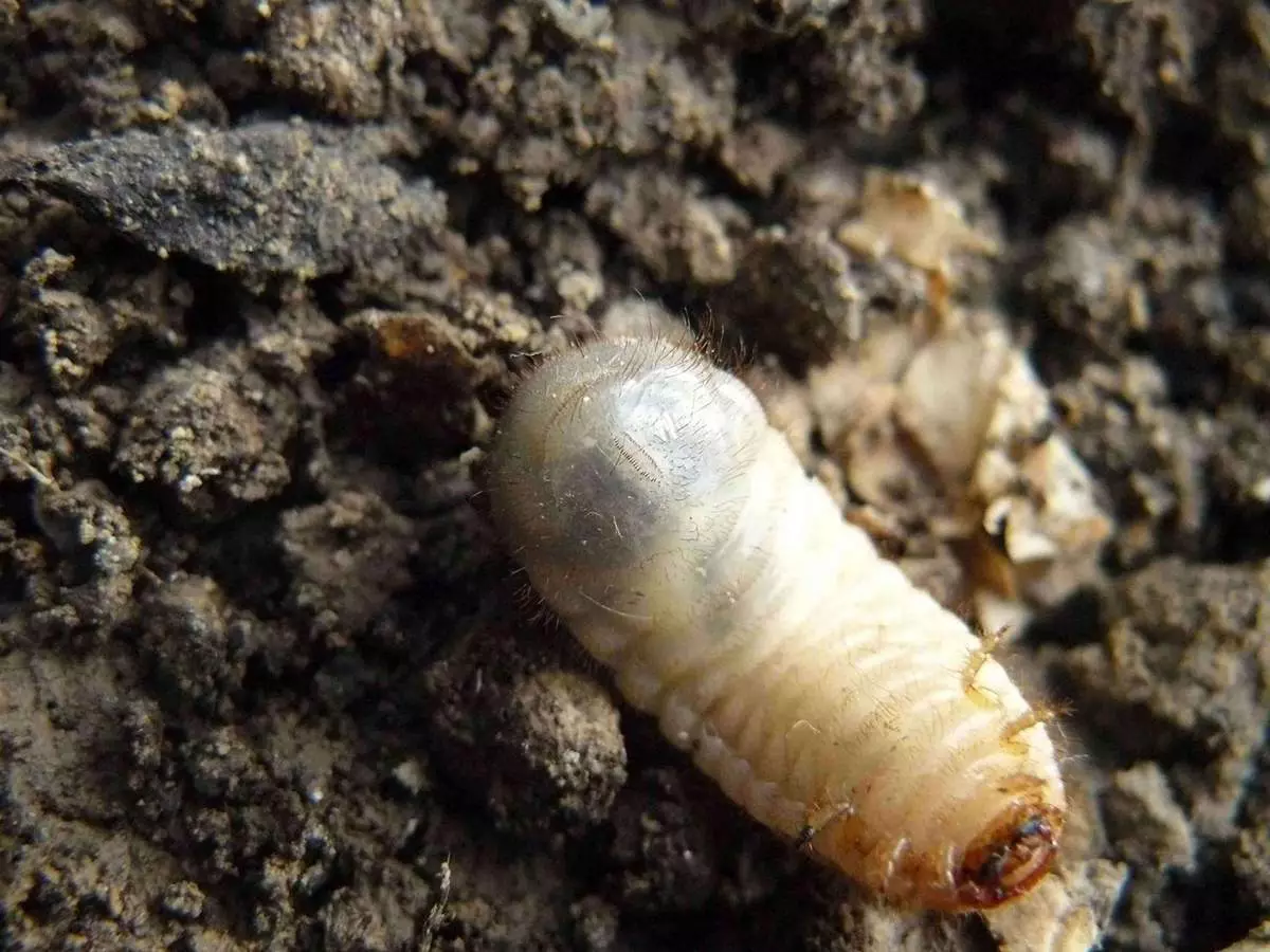 Qızıl bürünc larva daha az cazibədar görünür.