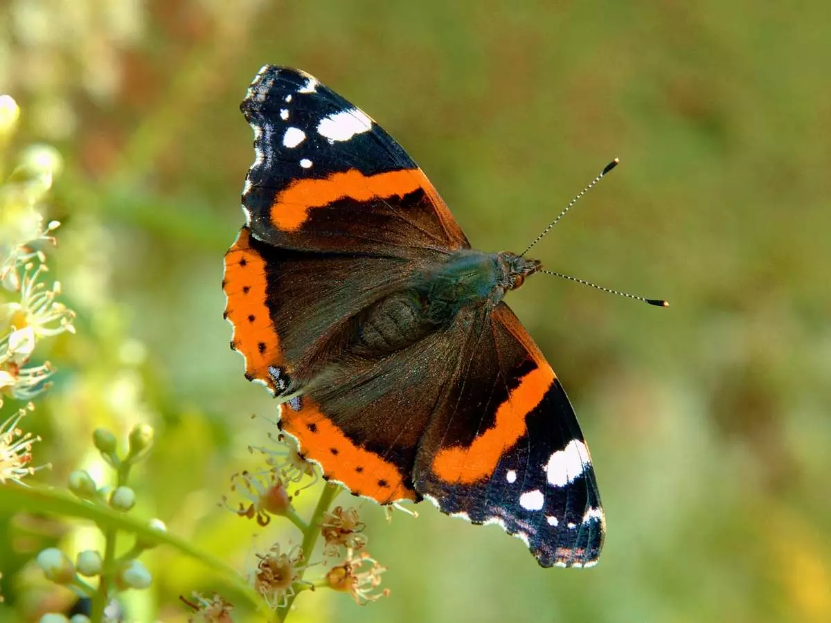 海軍上將蝴蝶 (Vanessa atalanta)。