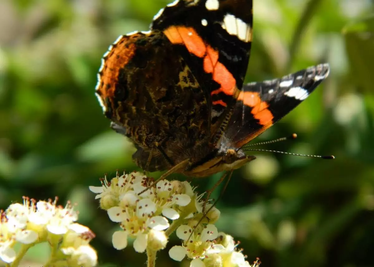 Ang pangunahing pagkain ng butterfly ng admiral ay pollen.