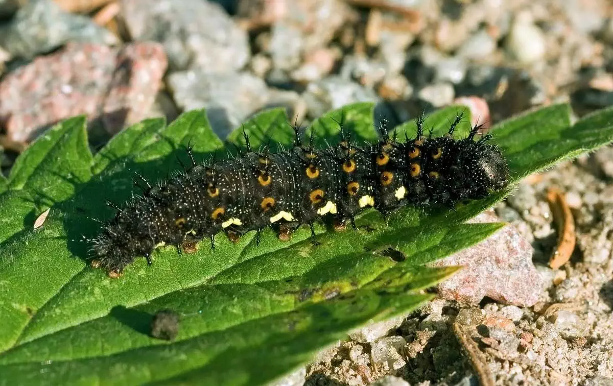 Admiral naa wa ni ipele caterpillar - o dabi eewu.