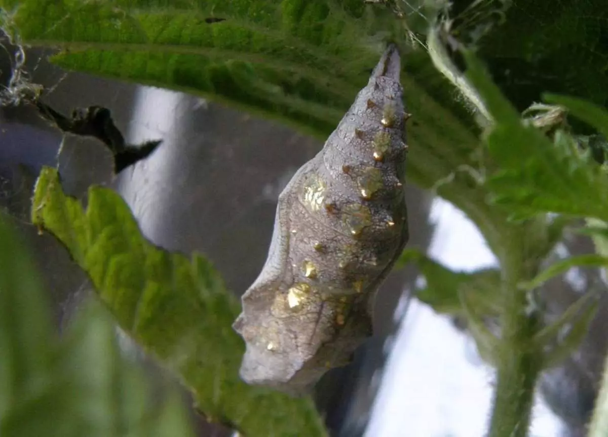 Pupa ng butterfly ng Admiral.