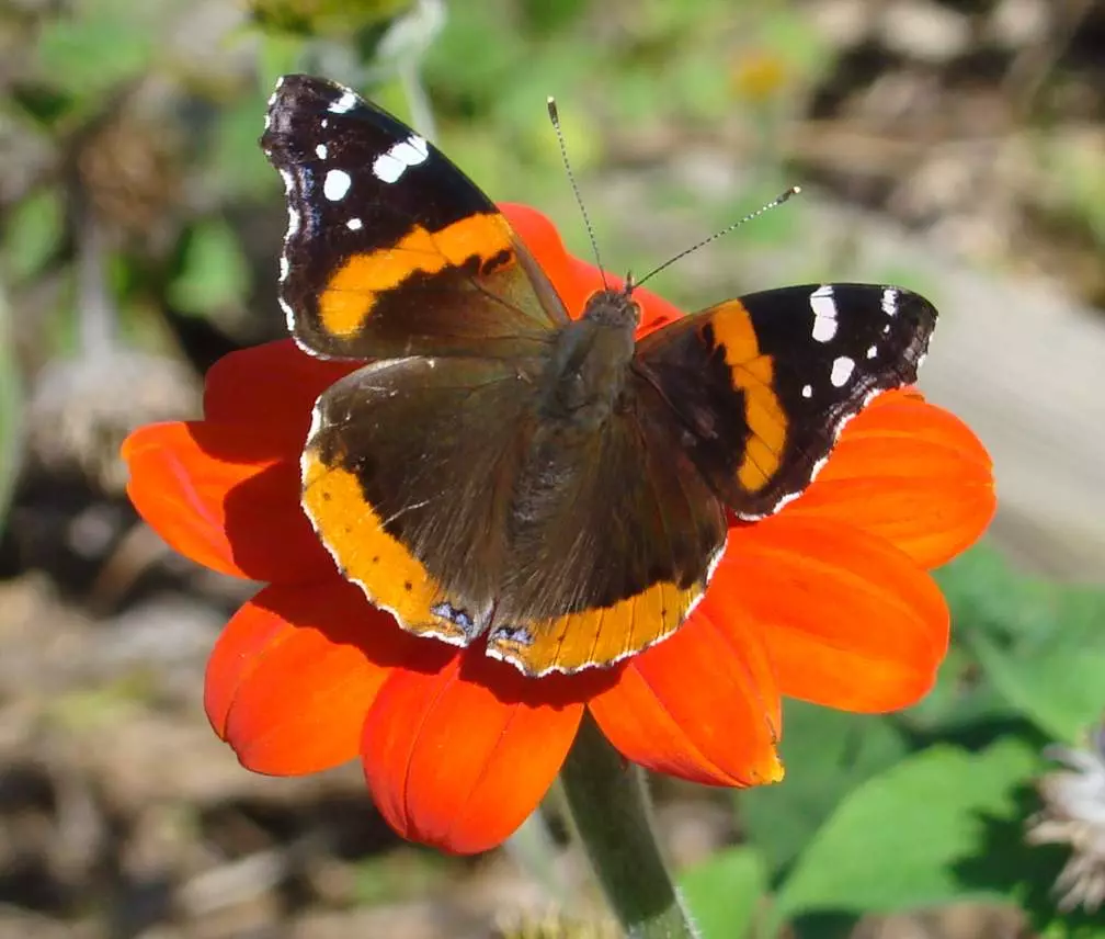 The Admiral is an incredibly beautiful butterfly.