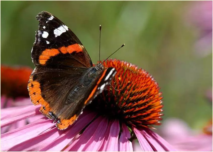 I-Admiral ekhanyayo embali ye-echinacea.