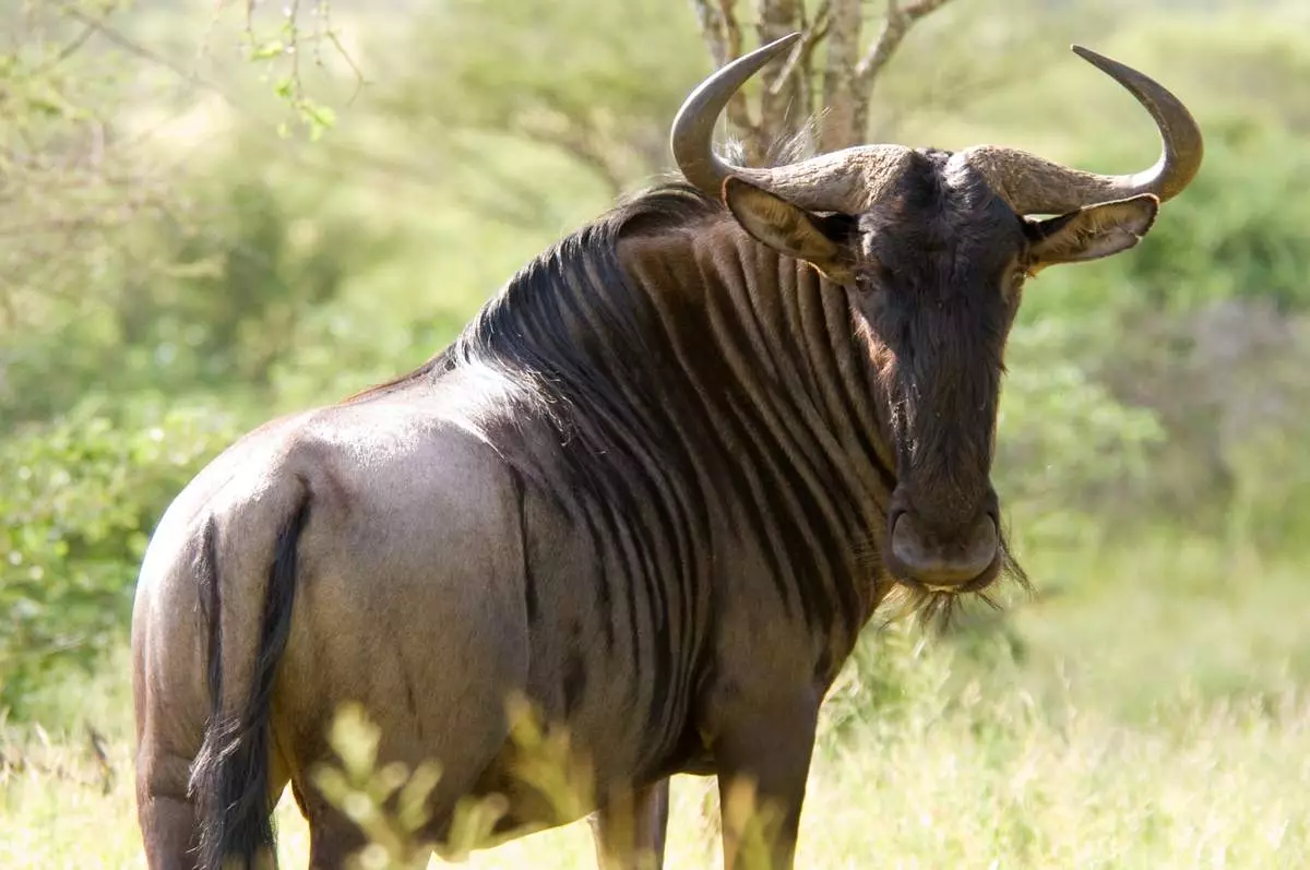 Wildebeest.