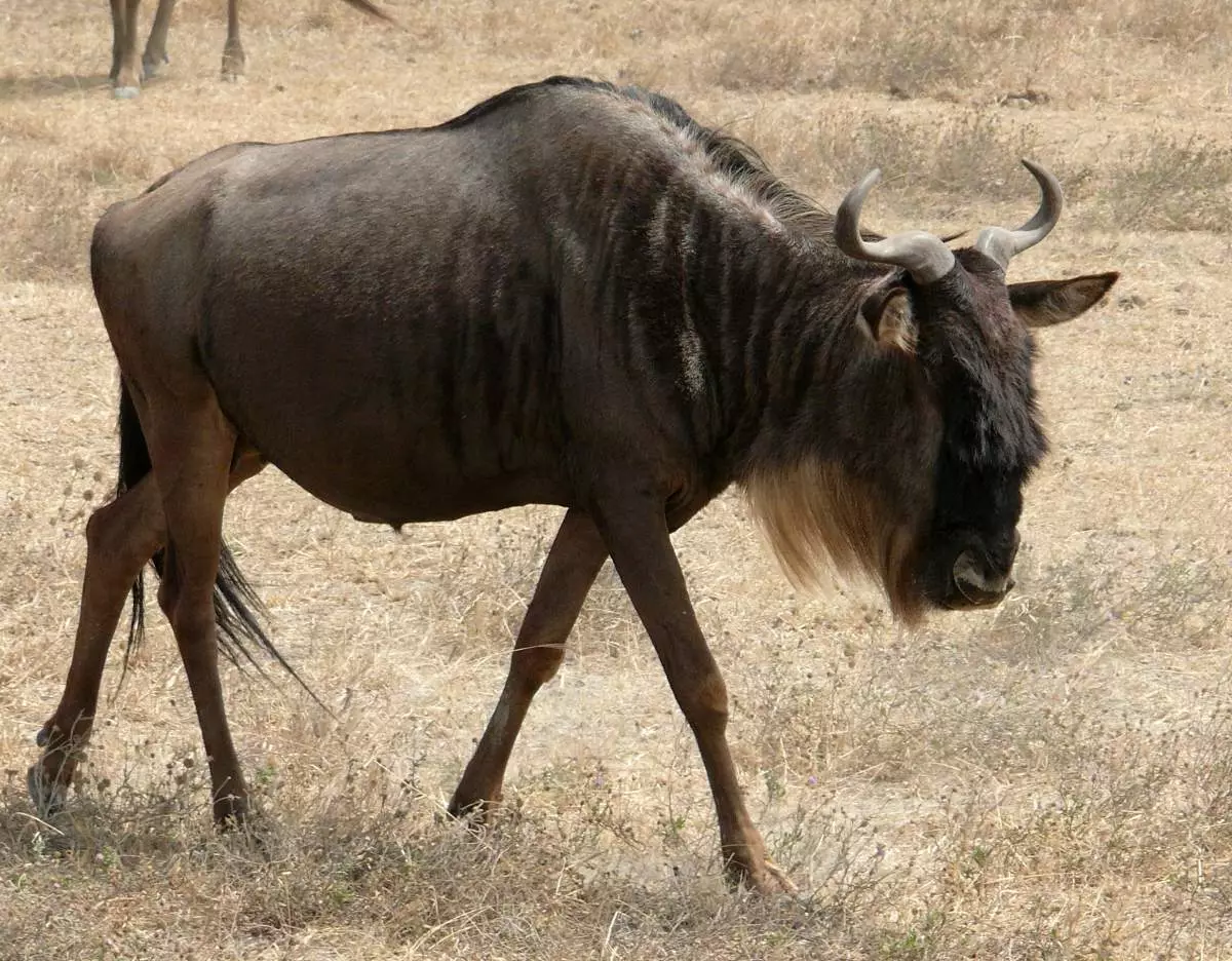 लोक कुरणांमधून जंगली प्राणी चालवत आपली धारण अधिकाधिक वाढवत आहेत.