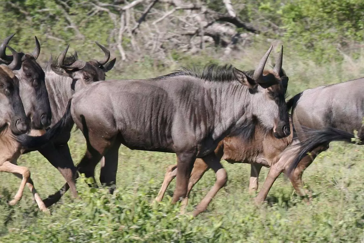 En flock gnuer.