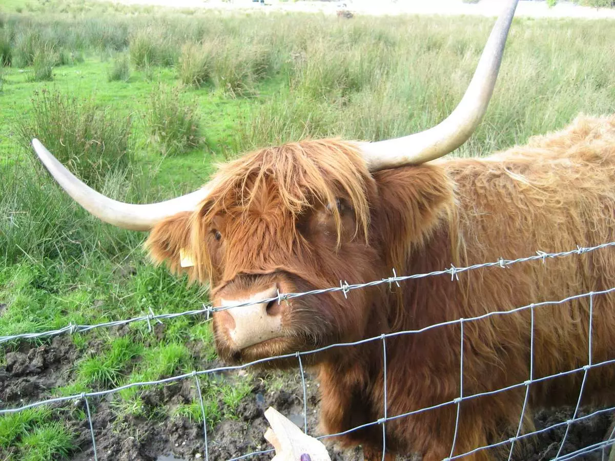 Ljeti hranite svoje krave sočnom travom.