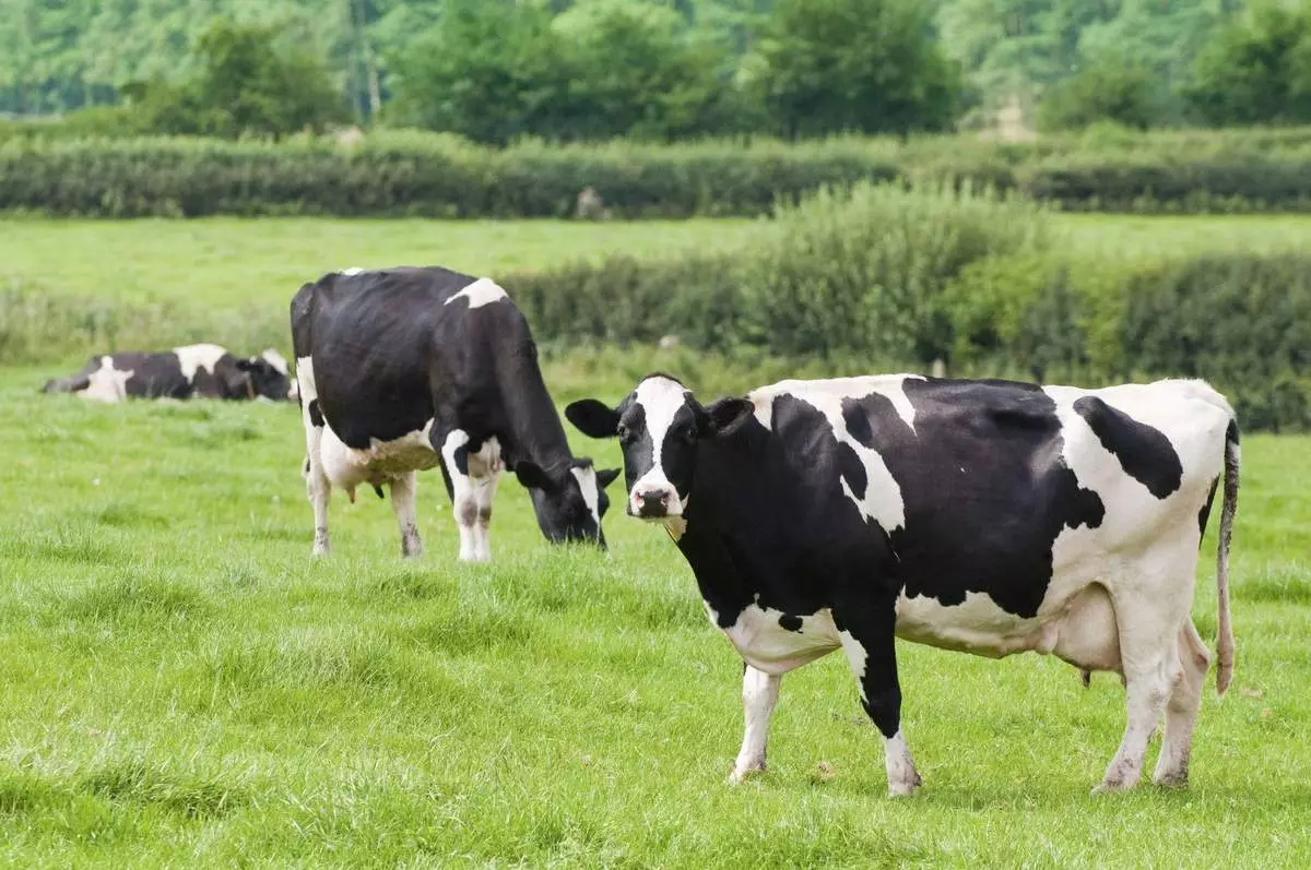 Pada musim panas, lembu mesti merumput di padang rumput.