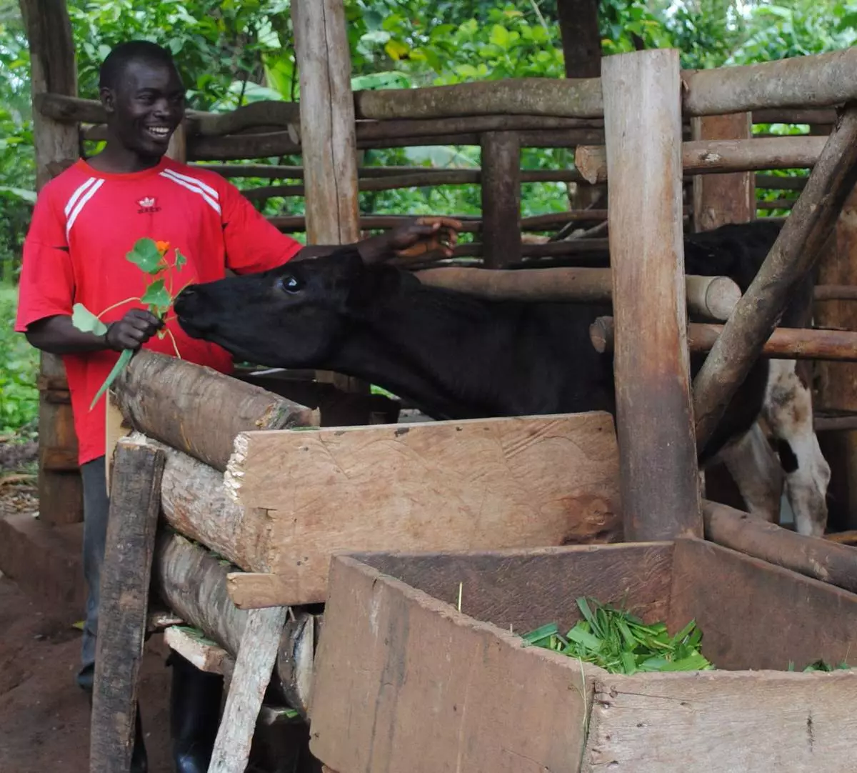 Memberi makan lembu.