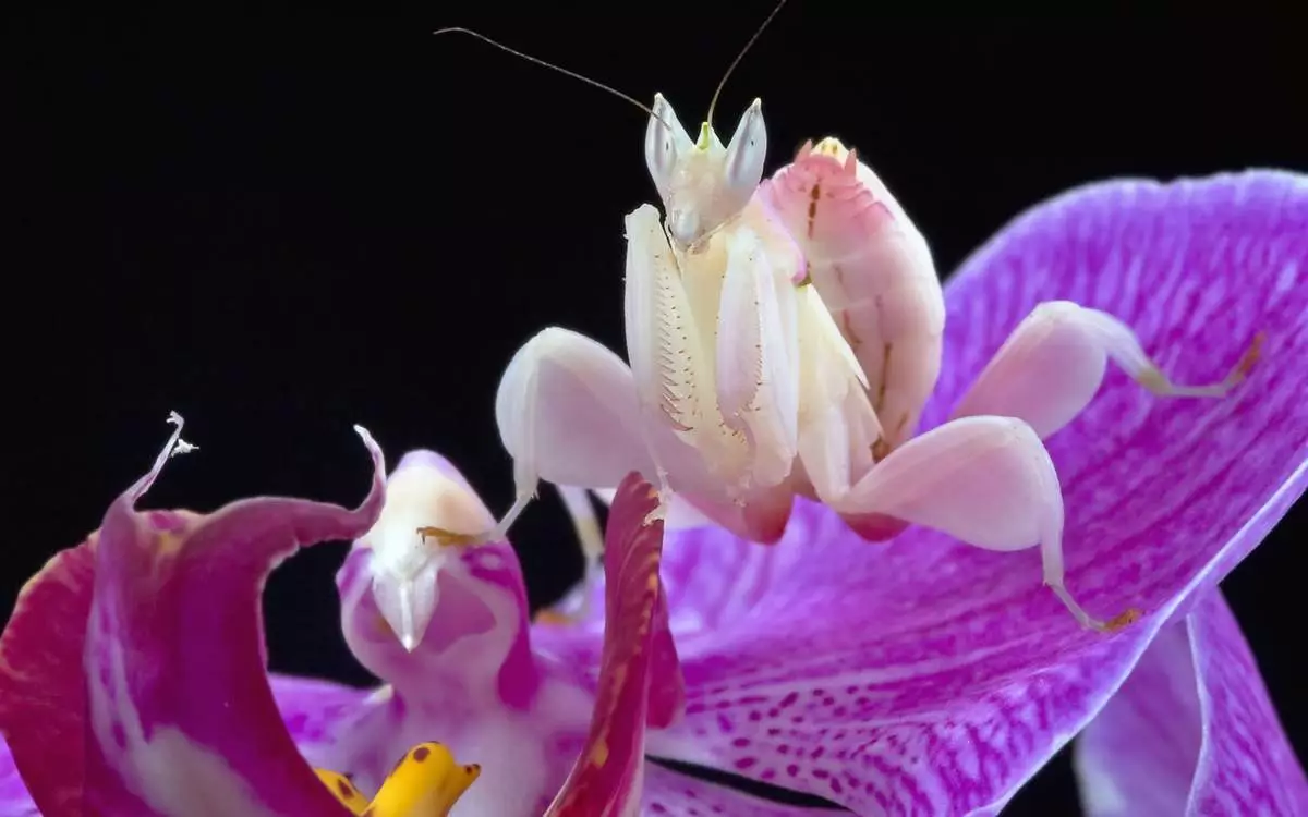 Orchid mantis: in blom-lykas ynsekt