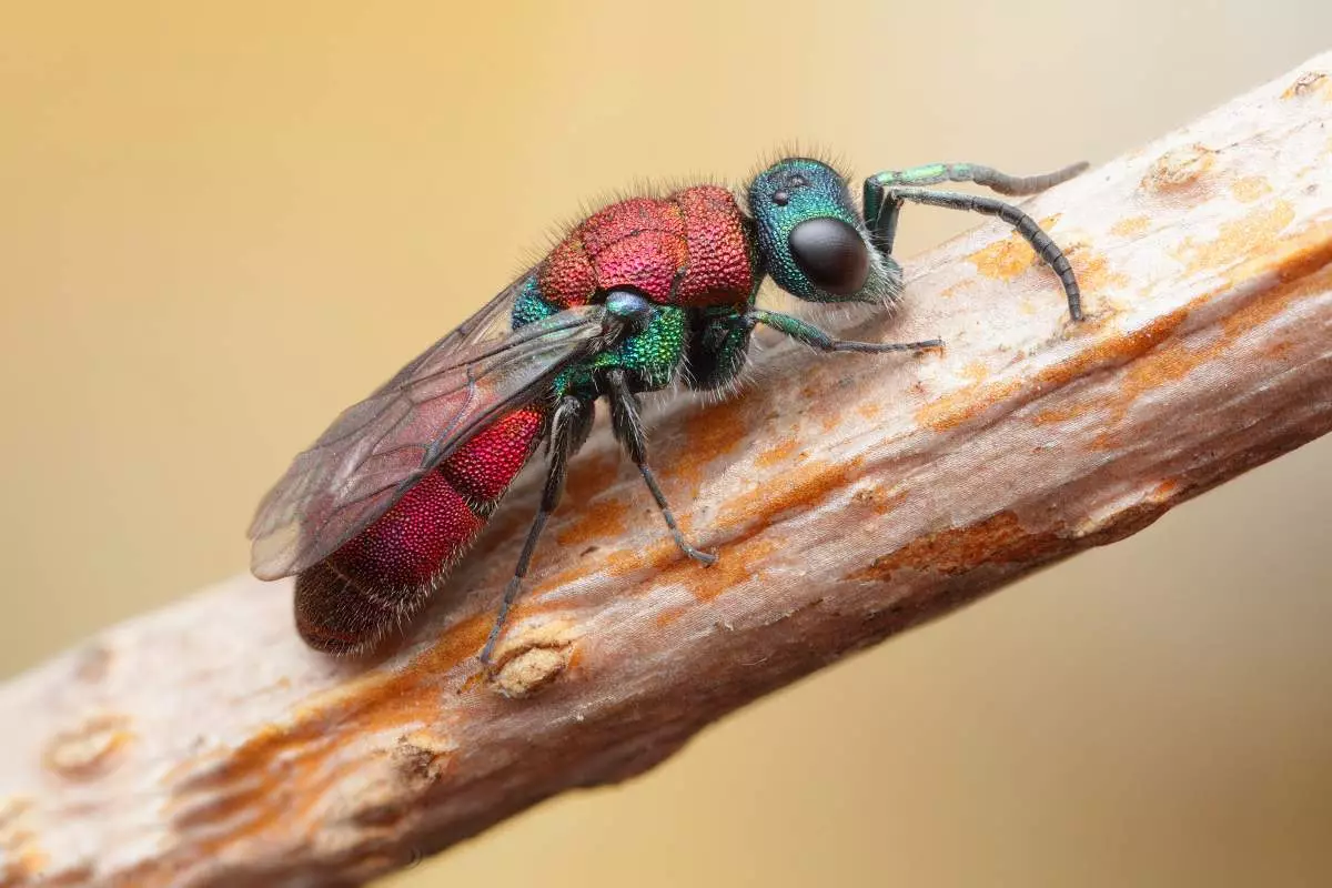 Spiny wasp (Hedychrum nobile).