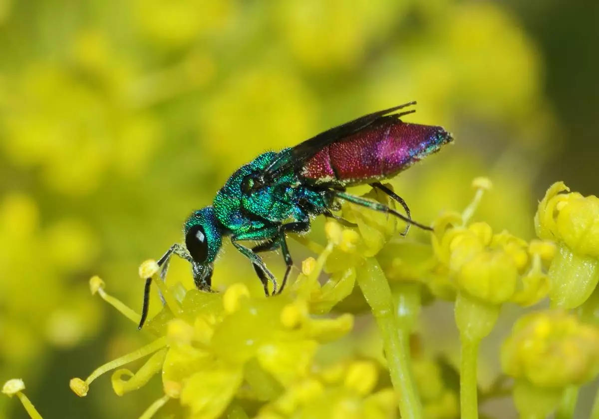 Ang sinaw nga wasps dili kasagaran nga mga lumulopyo sa mga parang ug uma.