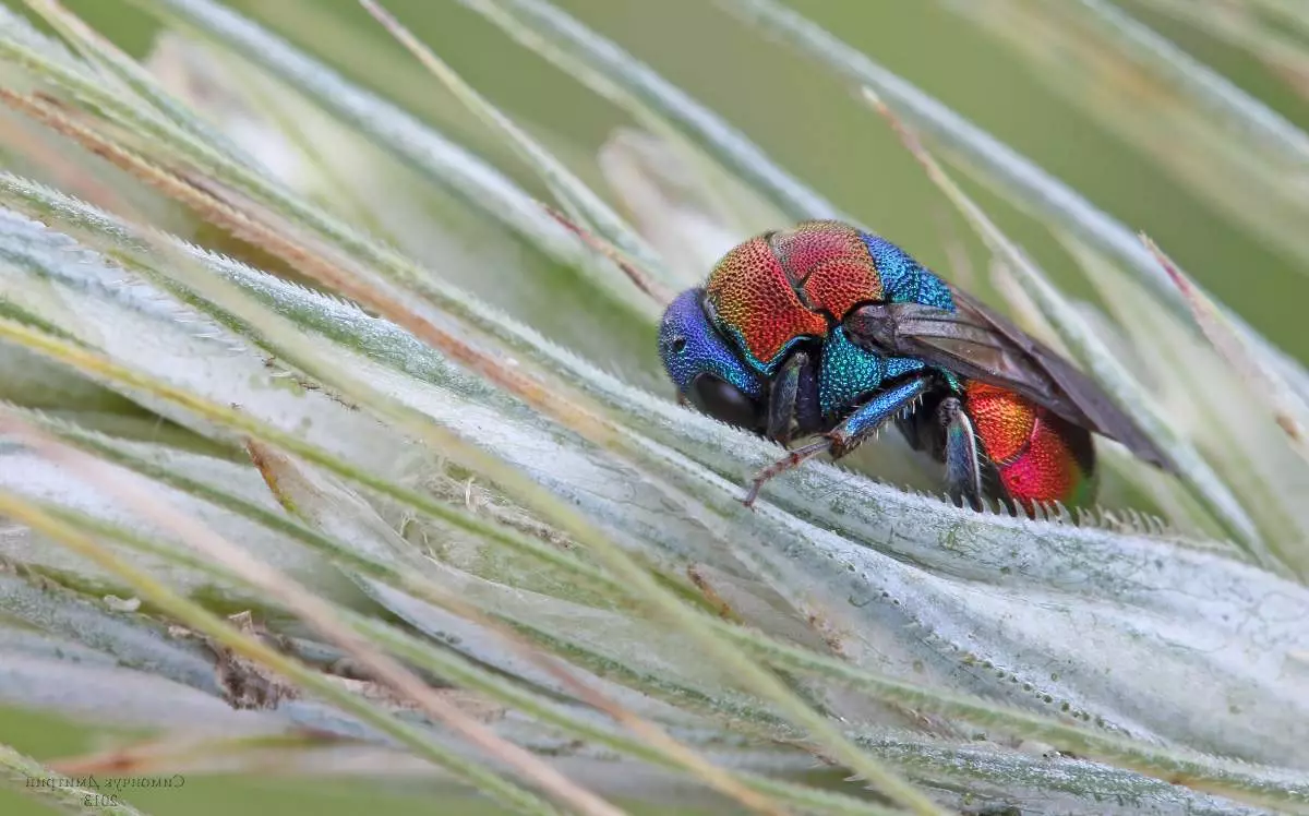 Tungod sa pagduko sa lawas, ang custard wasp dali nga molukot sa usa ka bola.