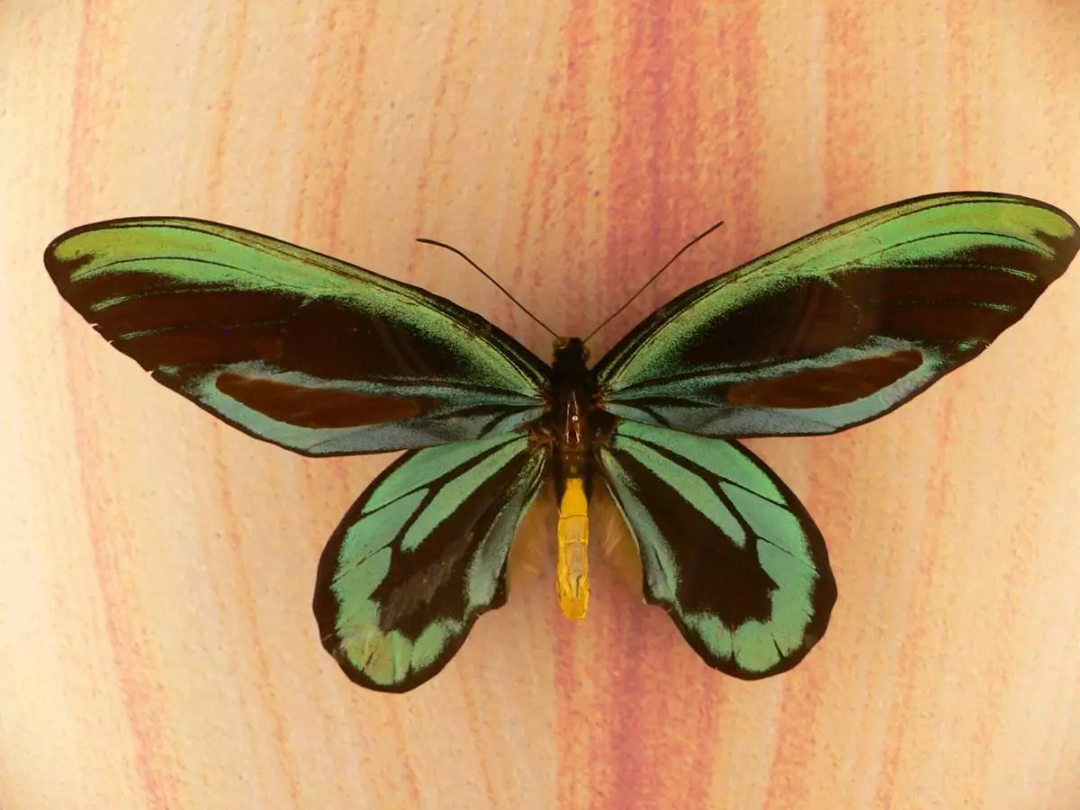 鳥翅蝴蝶 (Ornithoptera alexandrae)。