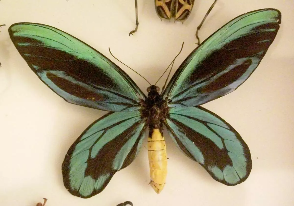 Der Birdwing-Schmetterling hat unglaubliche Dimensionen, er kann aus der Ferne mit einem Vogel verwechselt werden.