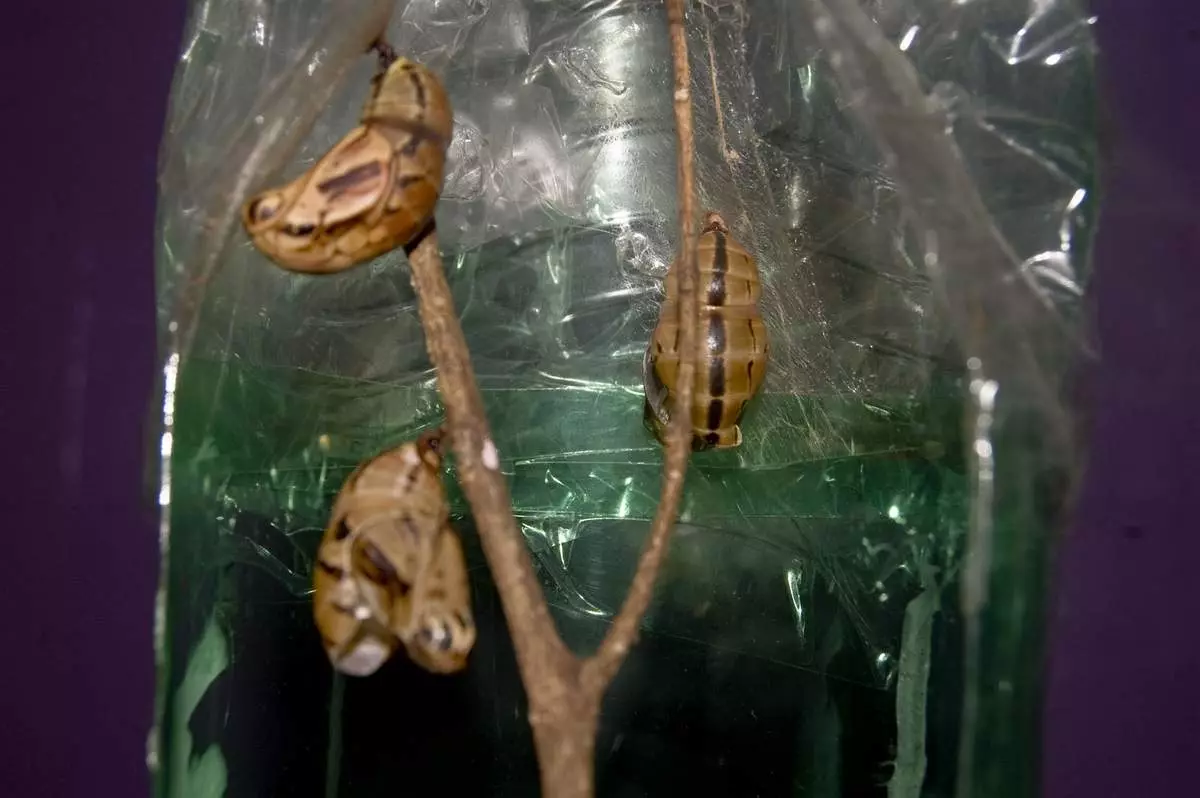 Chuyển đổi Birdwing.