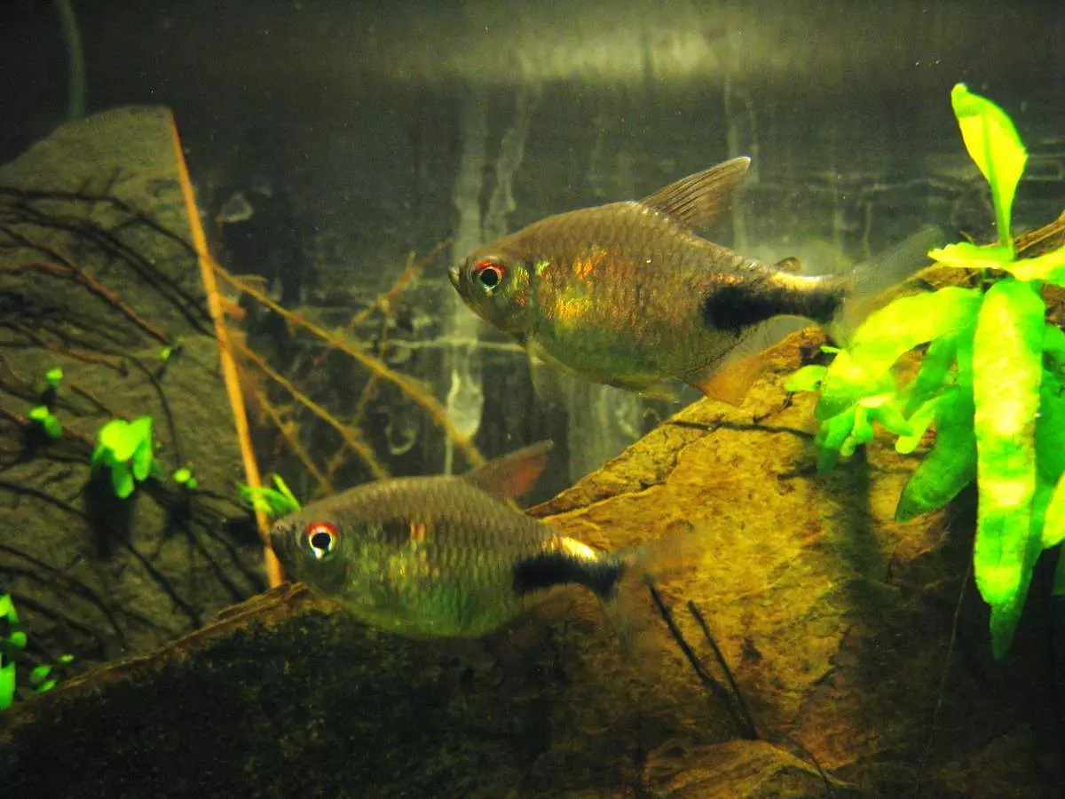 Kleinblättrige Pflanzen im Aquarium erleichtern das Anhaften von Fischeiern.