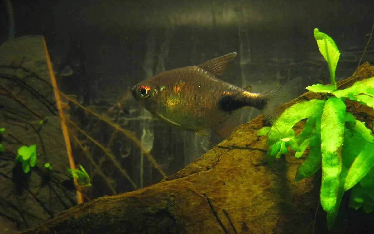 Diese Fische sind sehr wählerisch in ihrer Ernährung, daher müssen Sie ihre Ernährung sorgfältig überwachen.