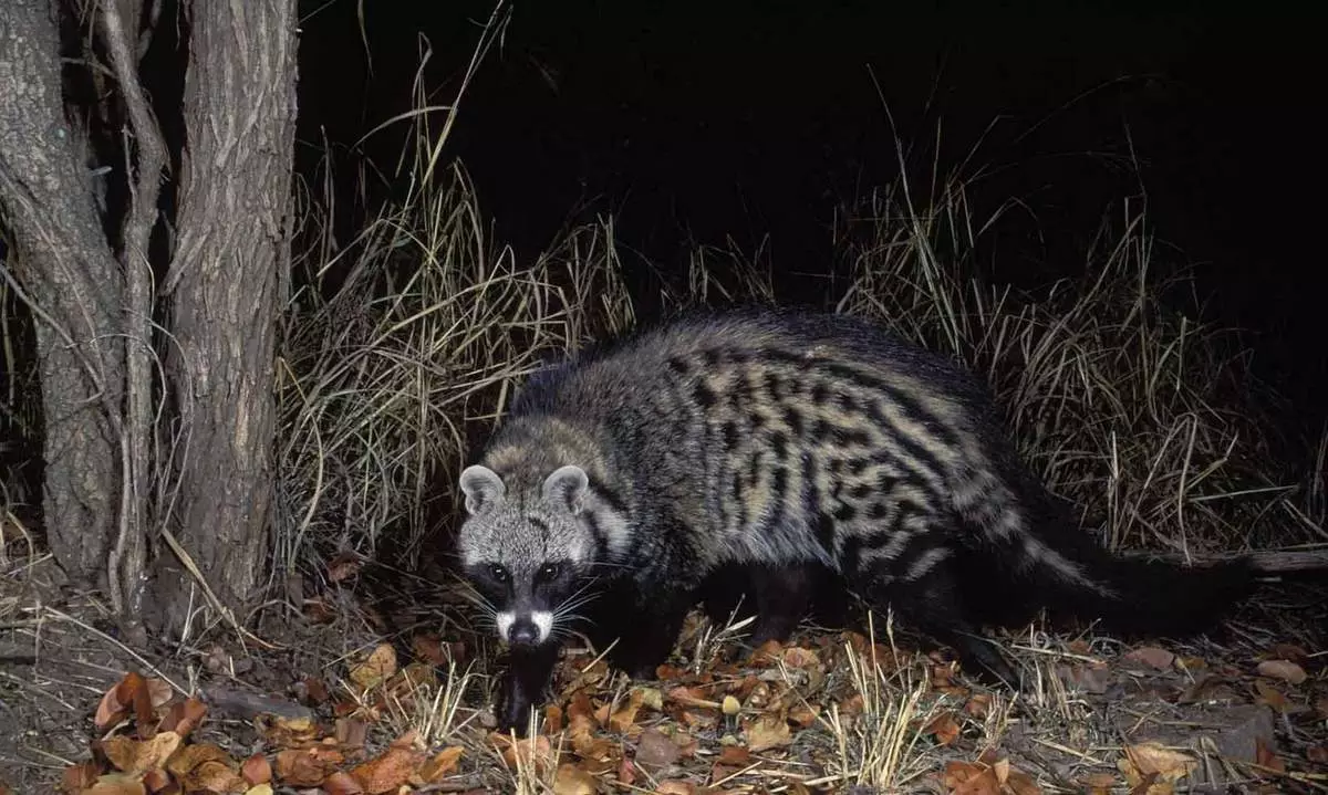 アフリカジャコウネコ-絶滅危惧種