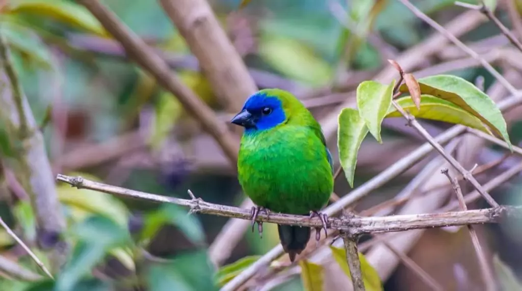 Háromszínű papagájpinty: a pintyfonó külső jellemzői