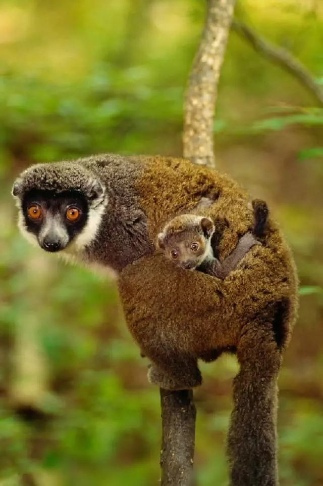 Orientalischer Wollmaki (Avahi Laniger).