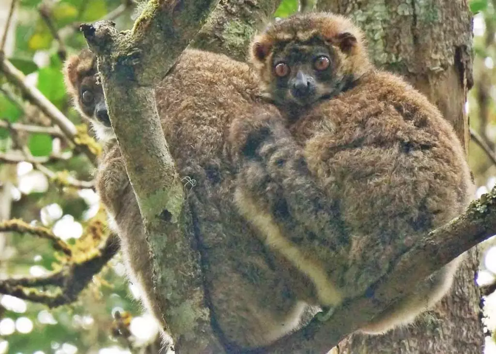 Tito primáti žijí ve vlhkých lesích východního Madagaskaru.