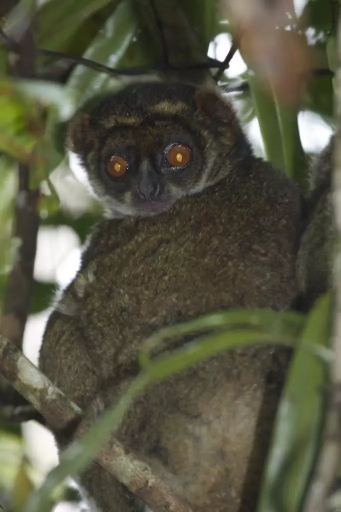 Doğu yünlü lemurları bitkilerle beslenir.