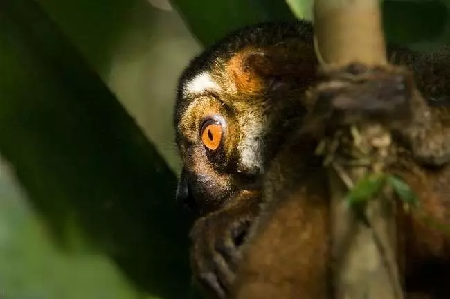 Lemur orientální jsou noční zvířata.