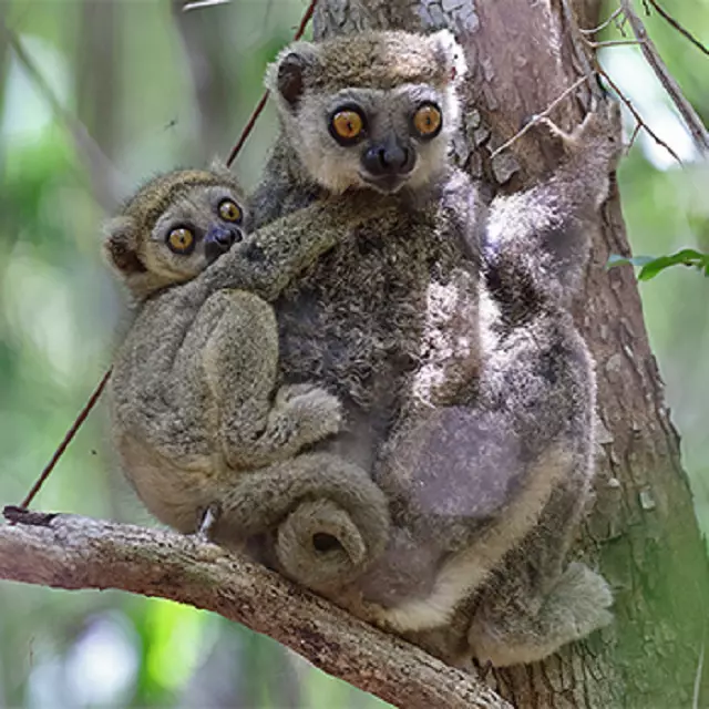 Lemur lenn lès ap viv nan pè monogam ak pitit pitit yo.