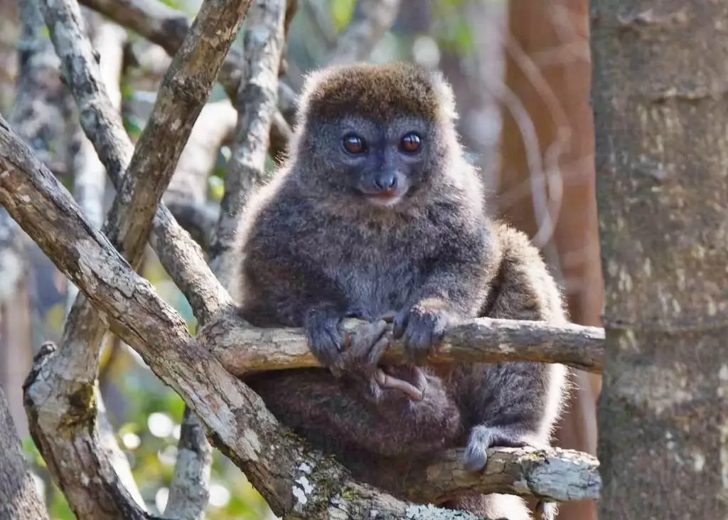 Les braconniers capturent les animaux pendant leur sommeil ou installent des pièges qui utilisent des fruits comme appâts.