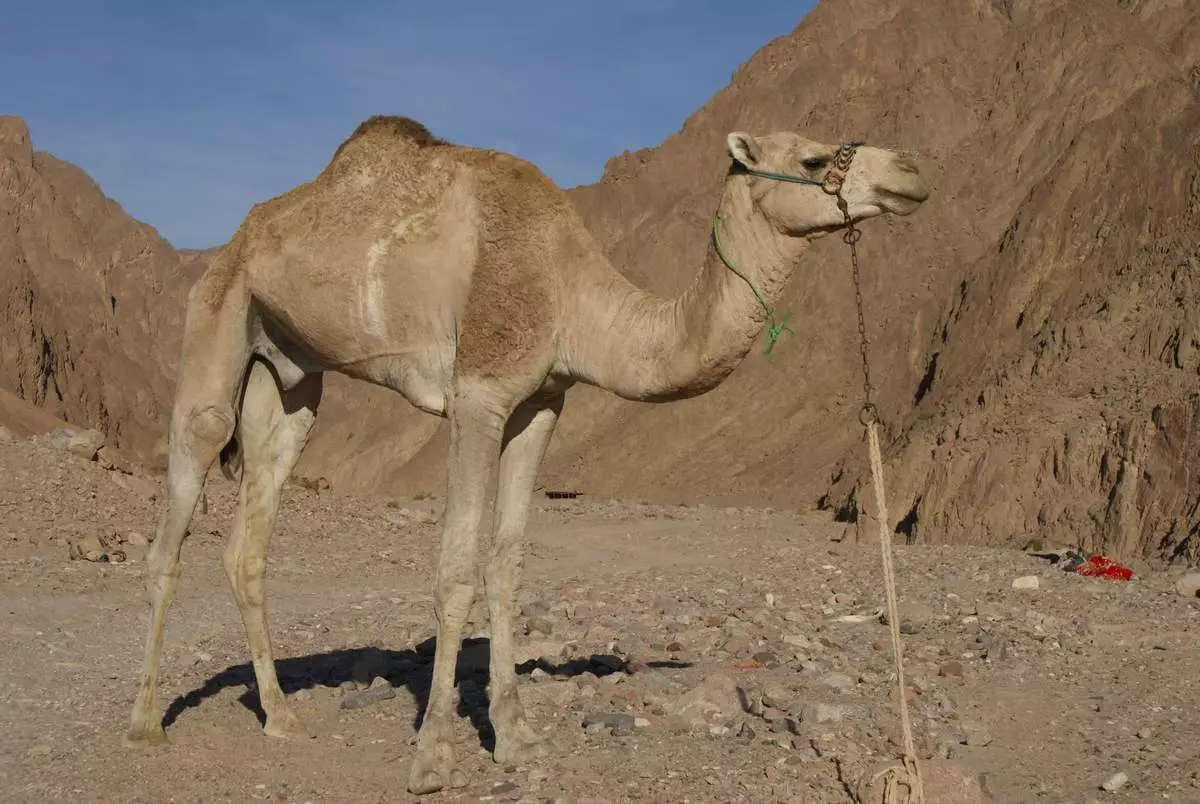 Een gebochelde kameel - dromedaris (Camelus dromedarius).