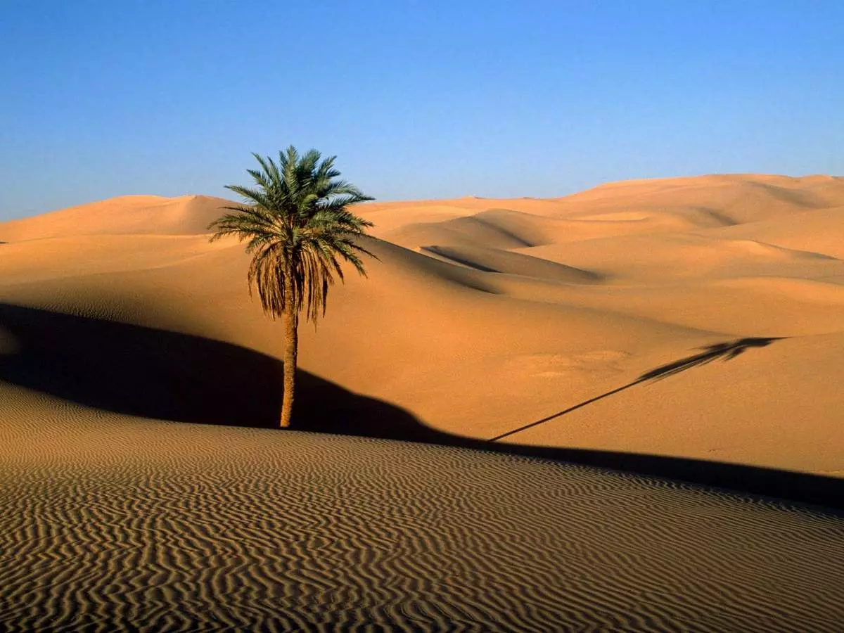 Un palmier solitaire au milieu d'une étendue désertique.