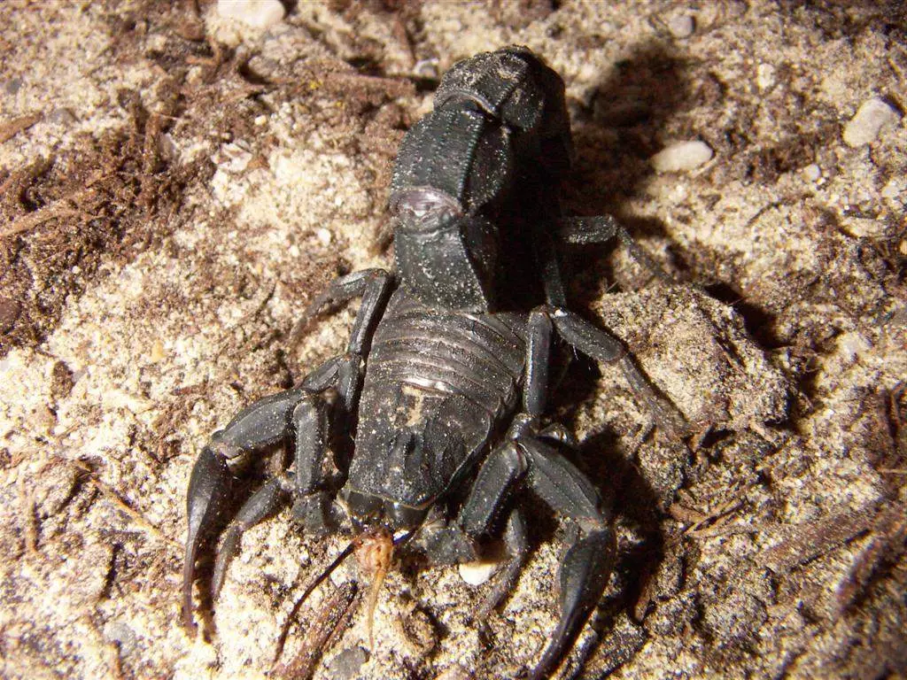 Scorpion noir à queue grasse (Androctonus crassicauda).