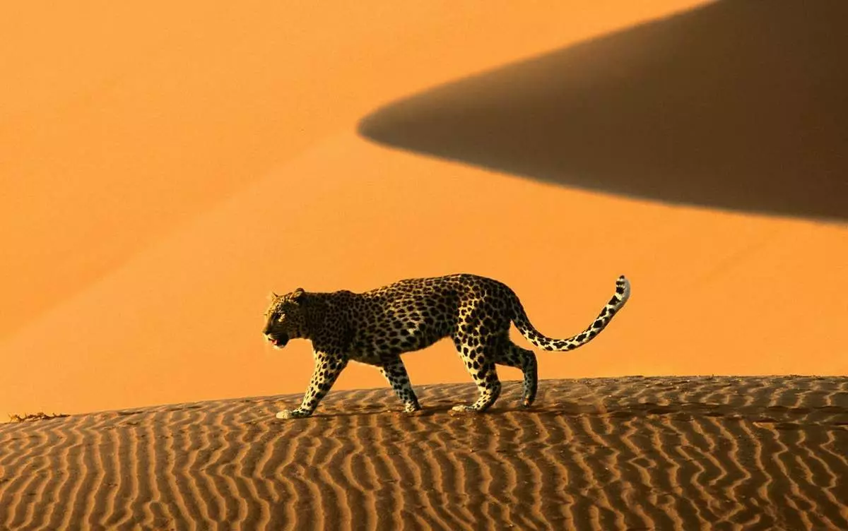 Os animais grandes como o leopardo teñen moi difícil atopar presas no duro ambiente do Sáhara.