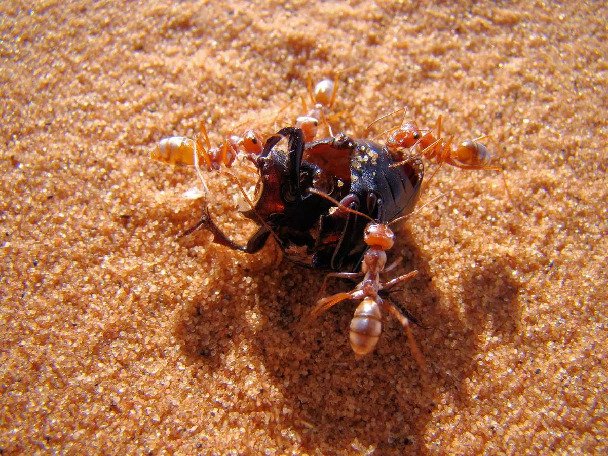 बड़ी चींटियाँ बग पर हमला करती हैं