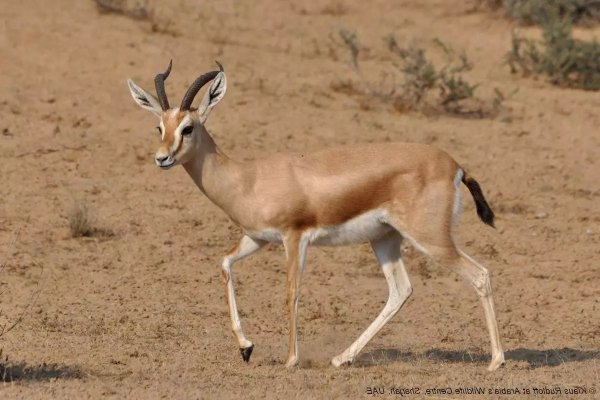 Gazelle Dorcas (Gazella dorcas).