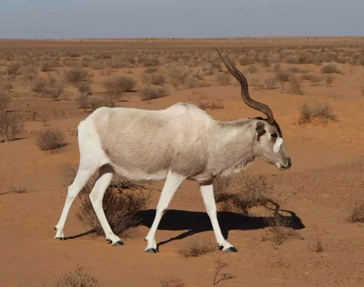 Addax-Antilope (Addax nasomaculatus).